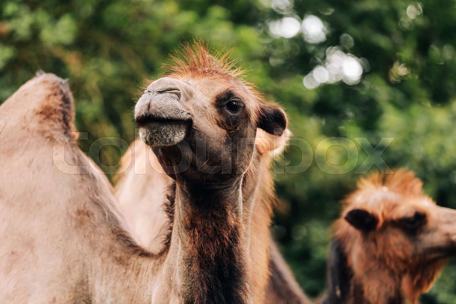 Heads of two camels in the Gobi desert in Mongolia. Close up nose ...