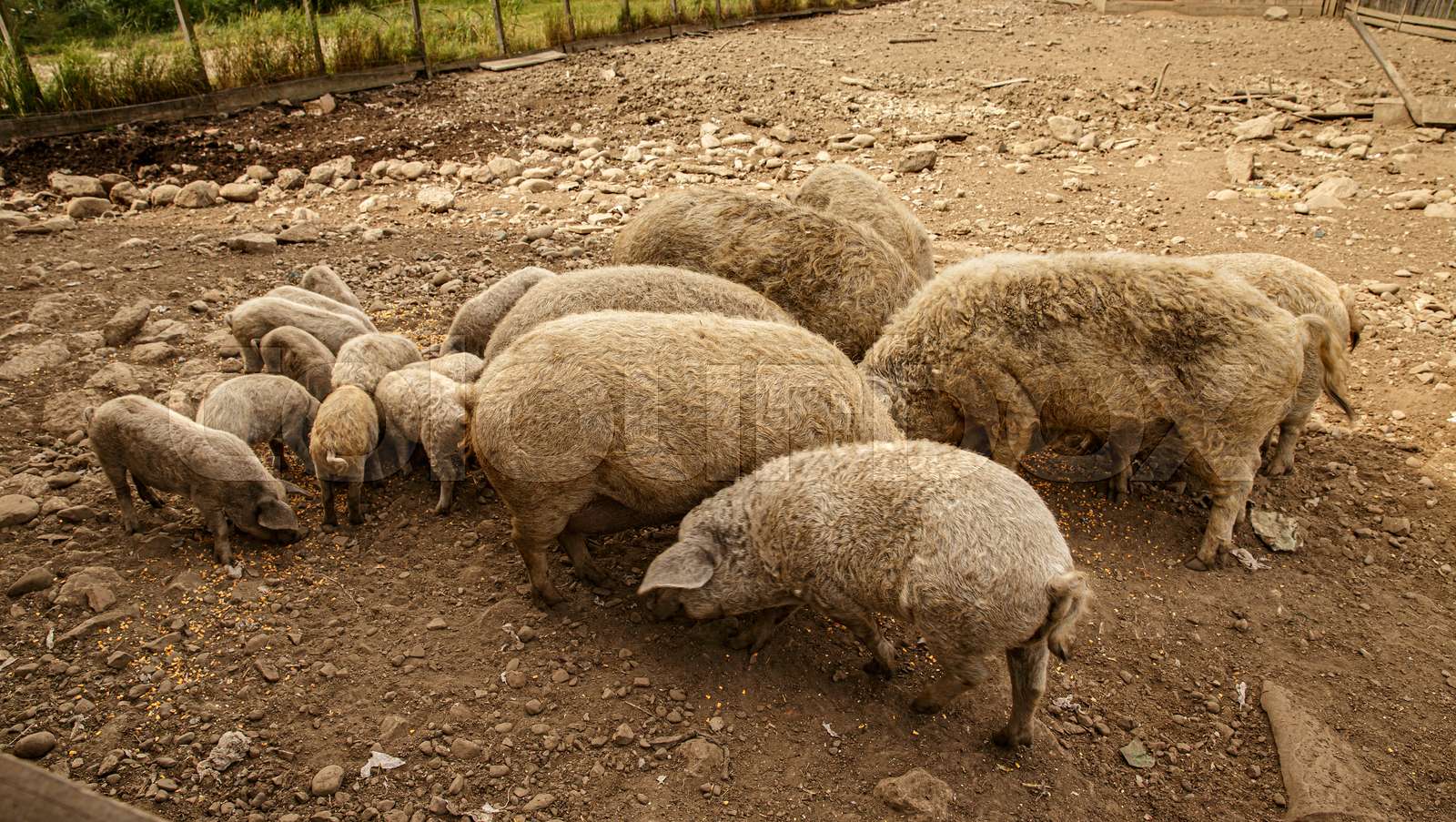 Mangalica domestic pig | Stock image | Colourbox