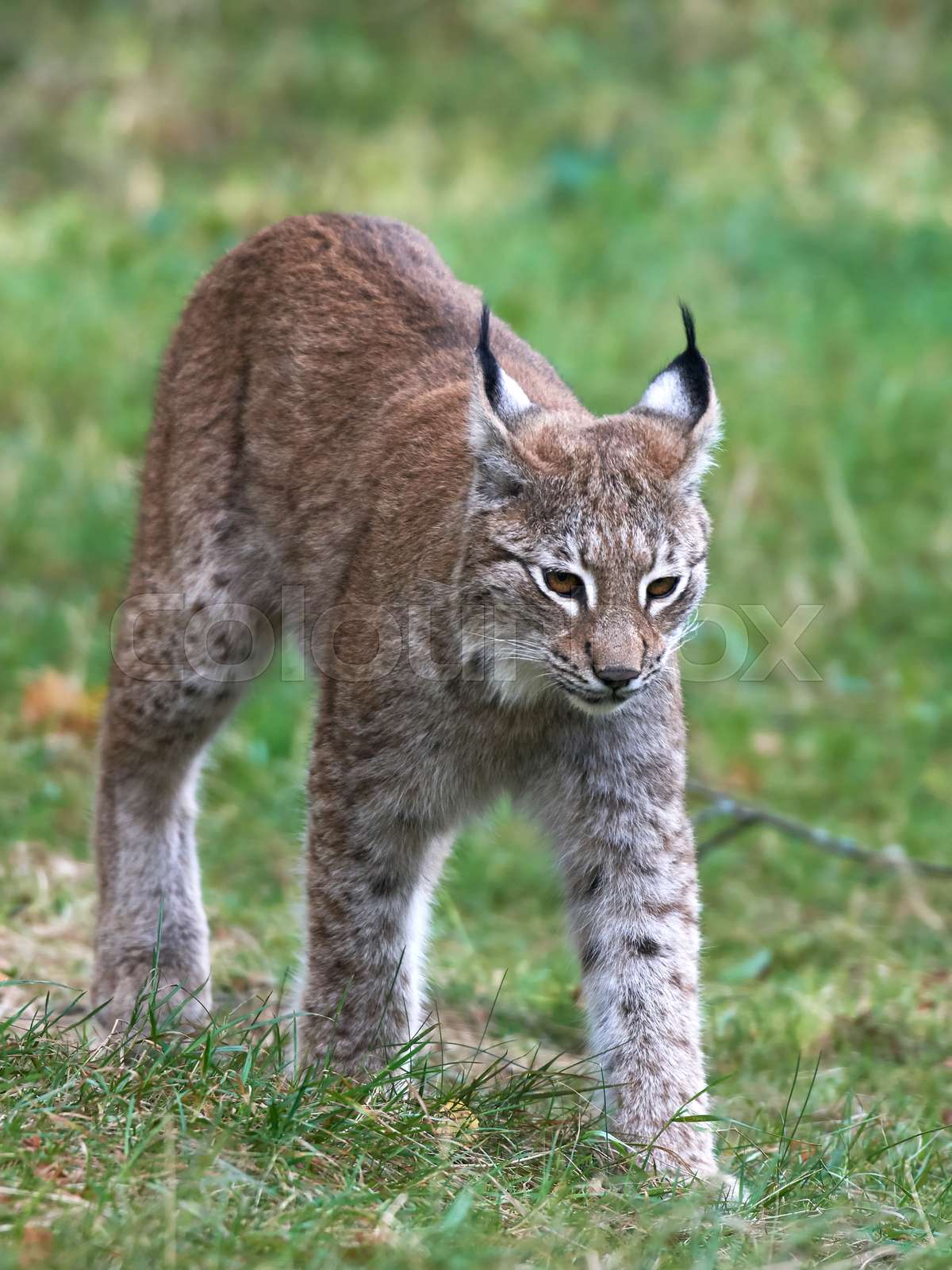 Baby Eurasian Lynx