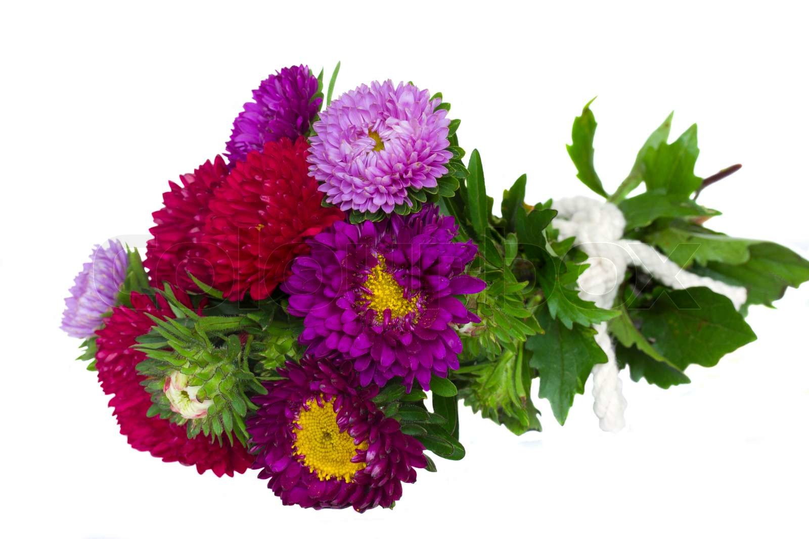 bouquet of aster flowers | Stock image | Colourbox
