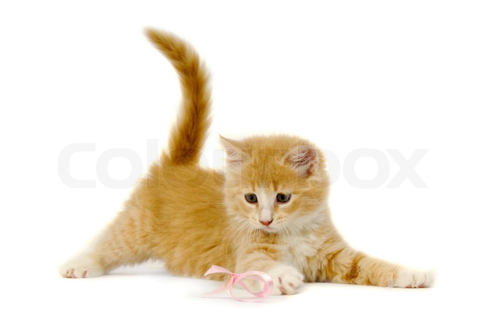 Cat kitten playing on pink bow | Stock image | Colourbox