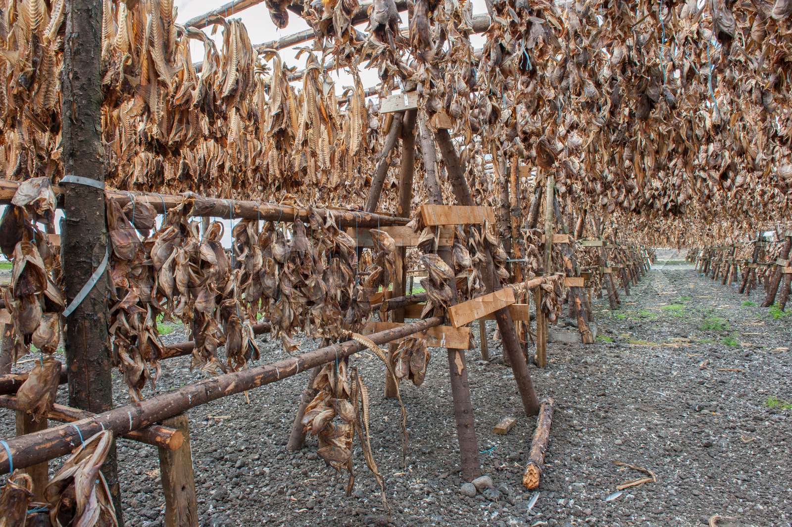 Stockfish | Stock image | Colourbox