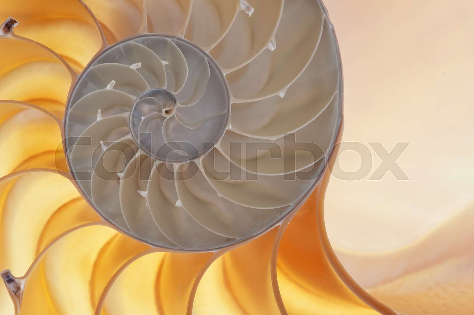 Nautilus shell | Stock image | Colourbox