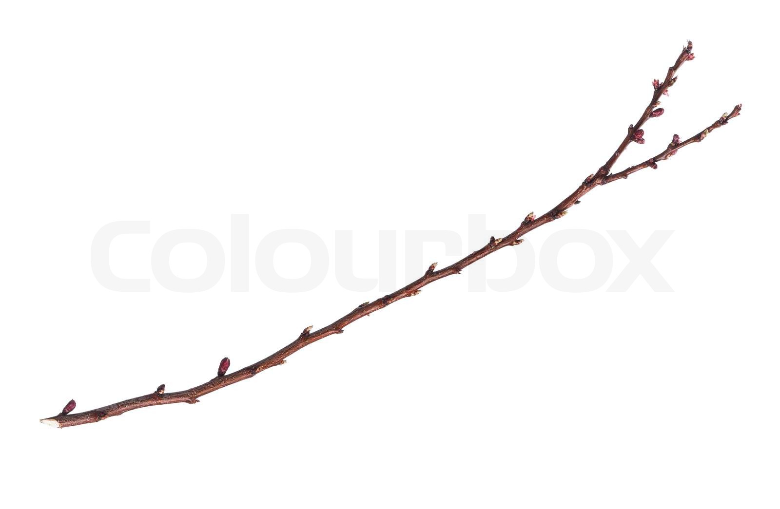 Branch of tree | Stock image | Colourbox