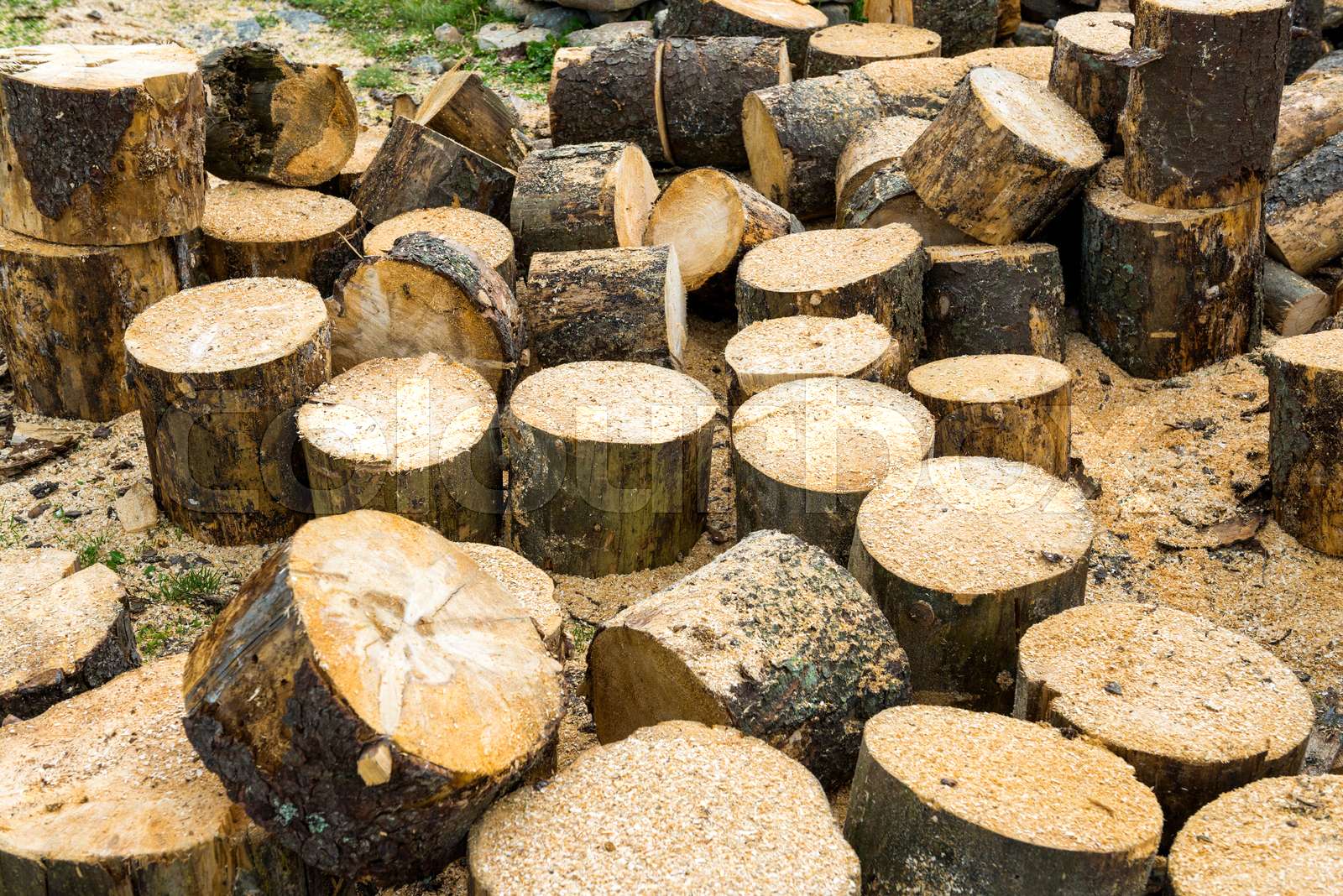Wooden logs of oak tree | Stock image | Colourbox