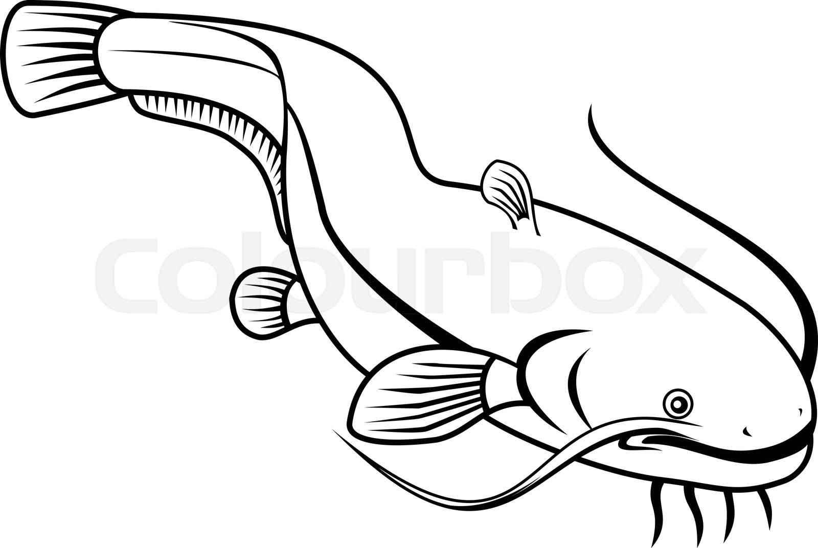 Sheatfish or Wels Catfish Swimming Down Retro Black and White | Stock ...