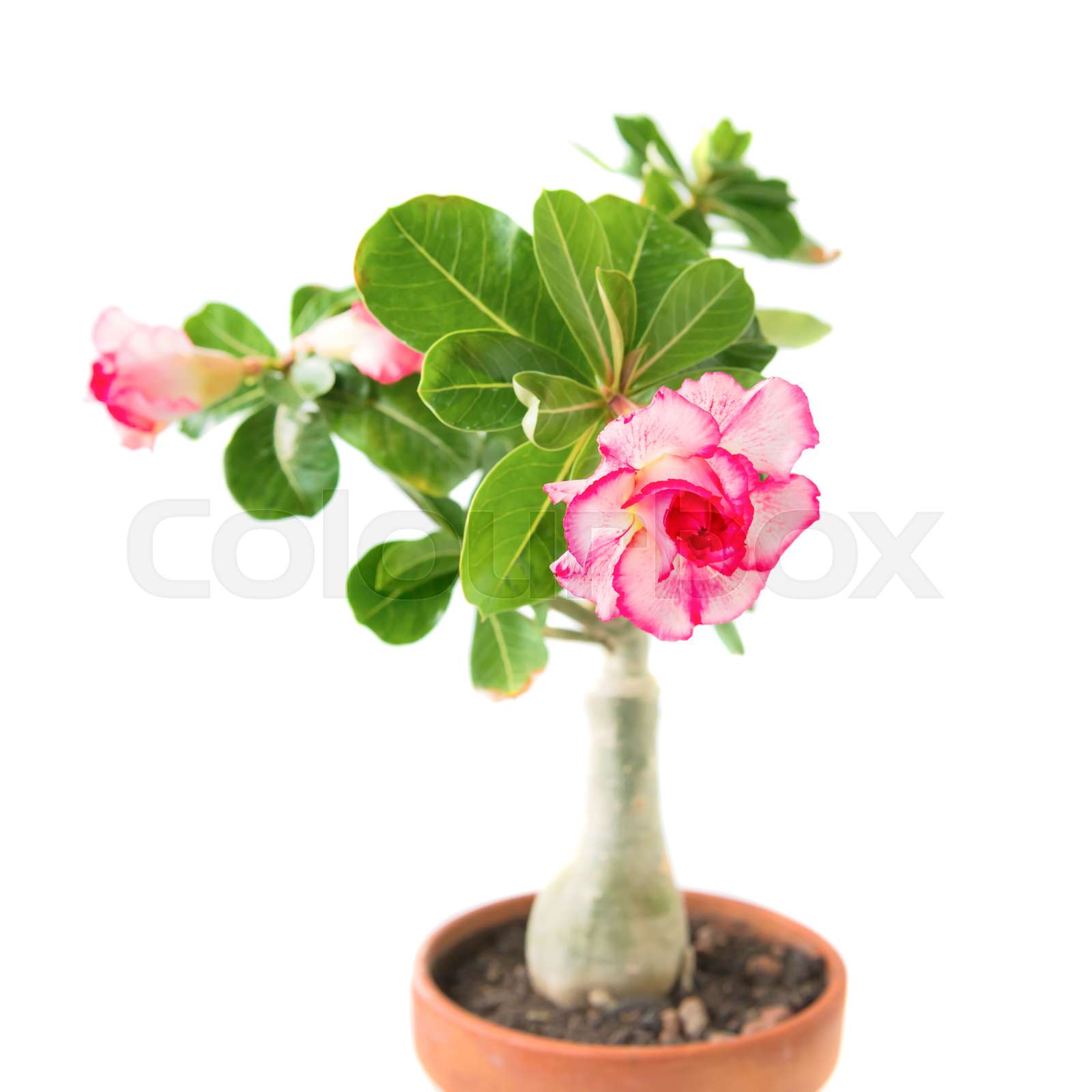 Pink flower Adenium isolated on white | Stock image | Colourbox