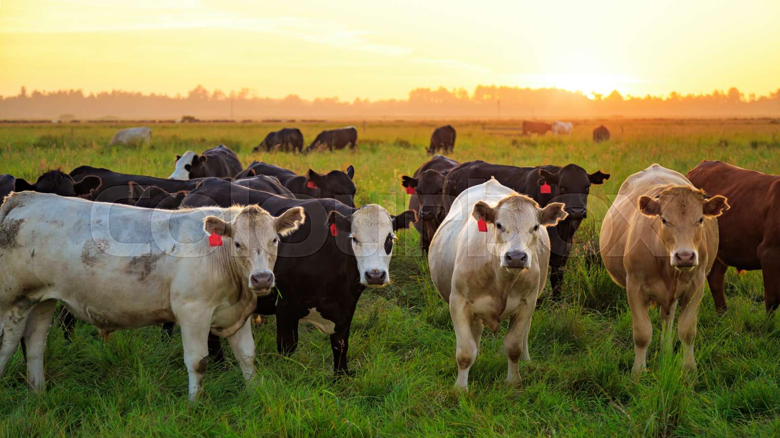 Cows in a field at sunset. Northern California, USA. | Stock image ...