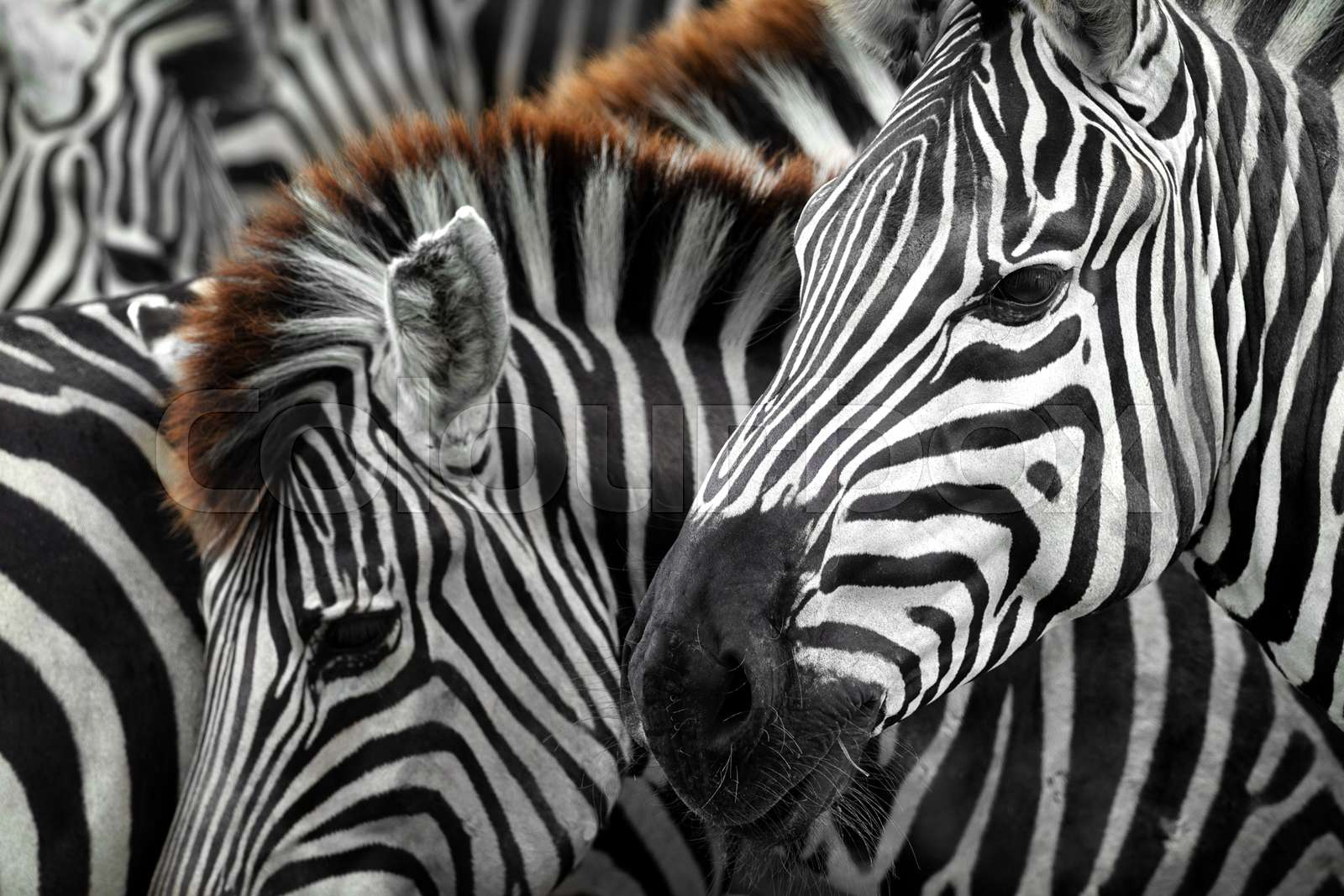 zebra head | Stock image | Colourbox