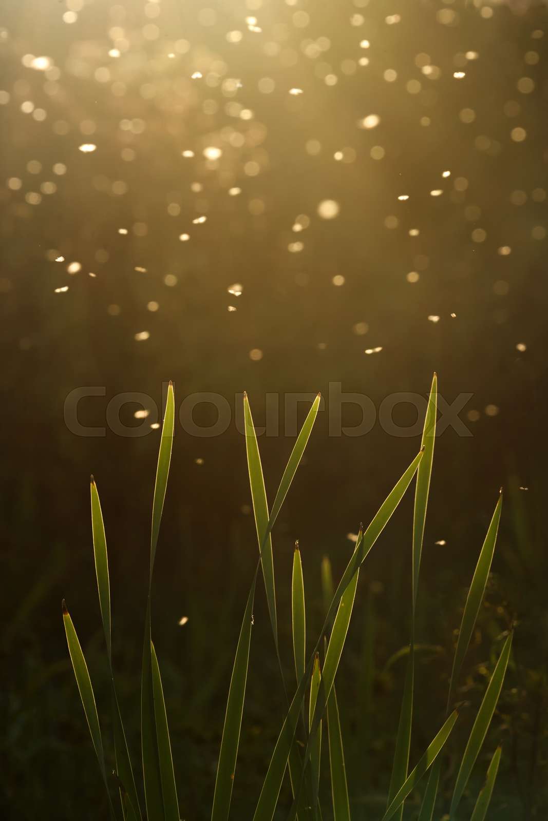 Midge Fly Swarms