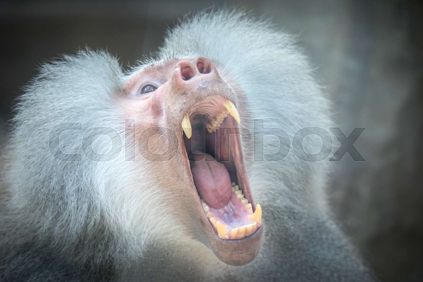 Papio hamadryas or the baboon roars with its mouth open, sharp teeth ...