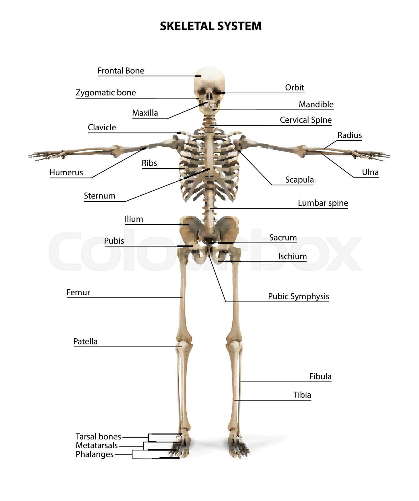 Human Skeleton Anatomy. Vector illustration. | Stock vector | Colourbox