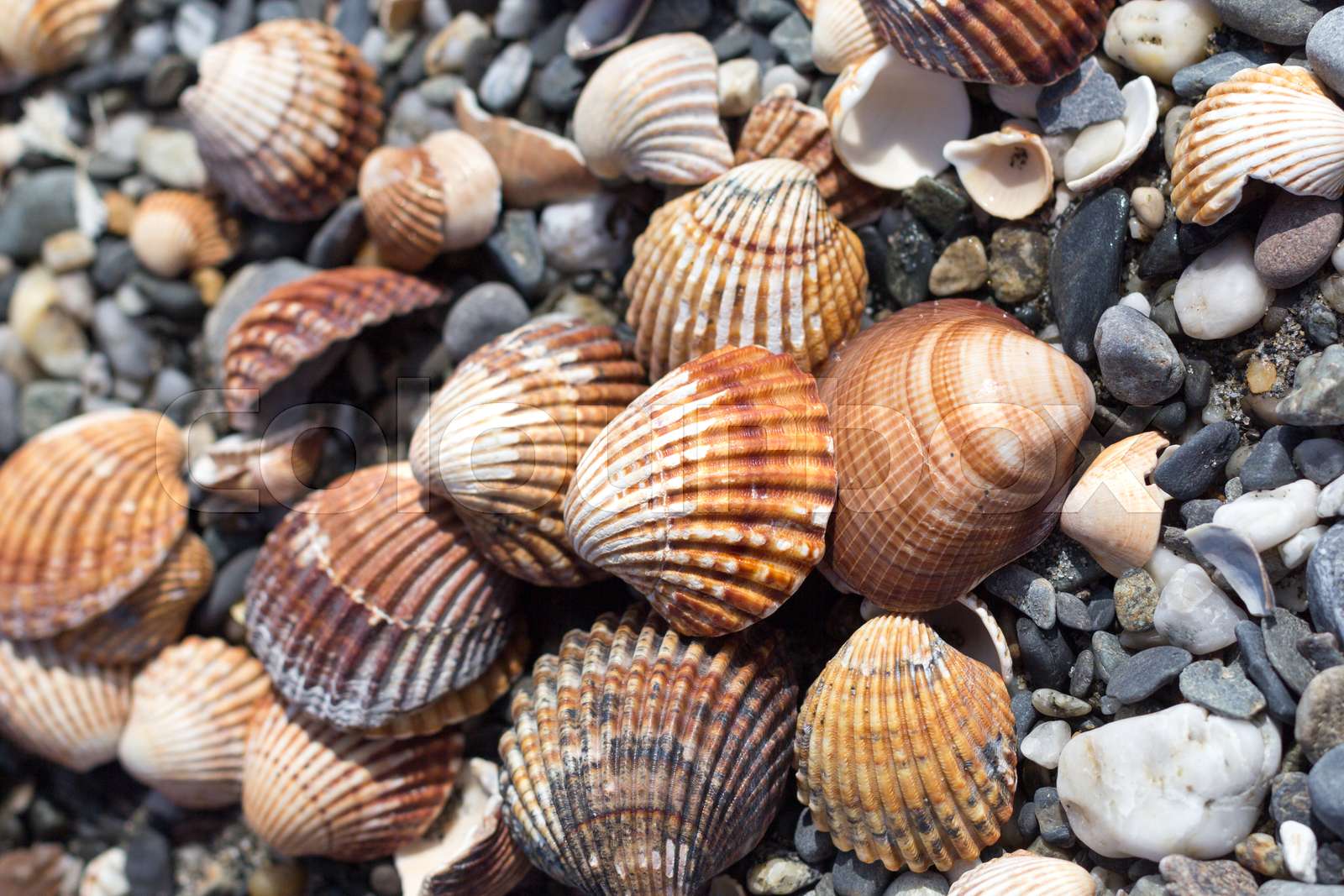 Sommer Sonne Sand und Strand - Muscheln - Symbol für einen Urlaub am ...