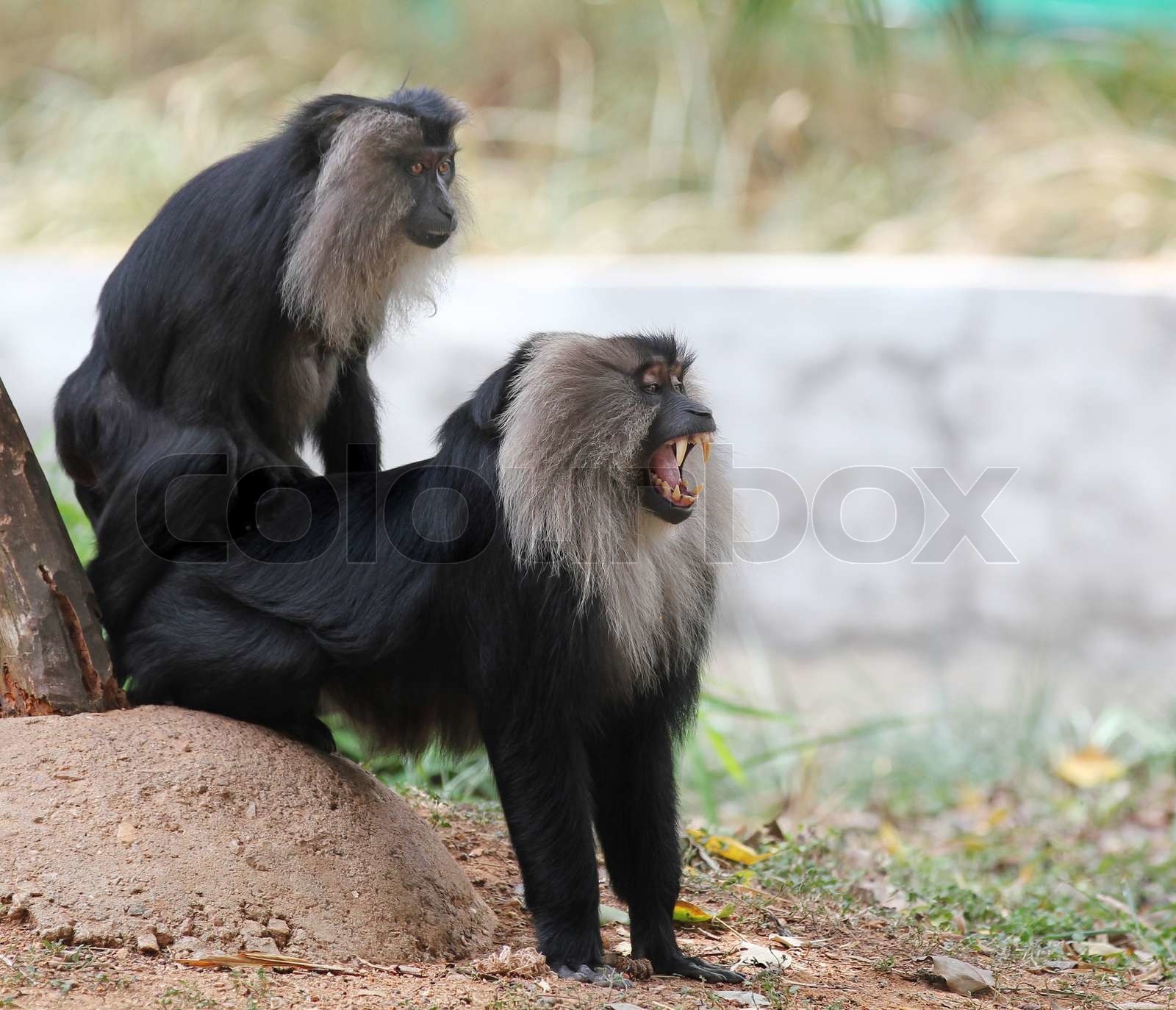 Endangered and threatened endemic ape of india - lion tailed macaqueIts ...
