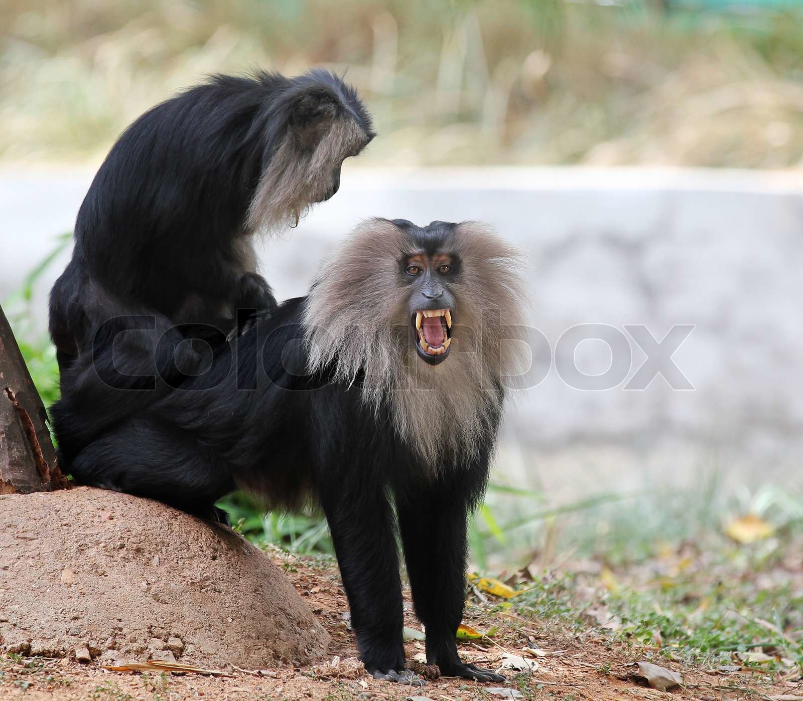 Endangered and threatened endemic monkey of india - lion-tailed ...