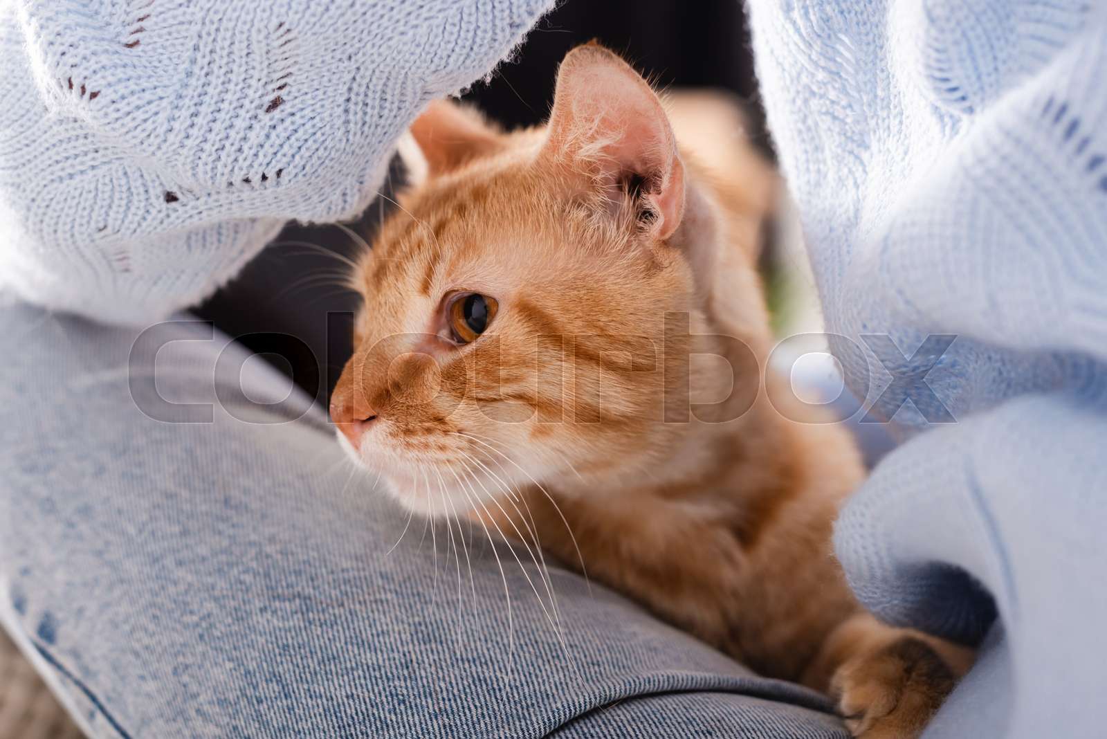 Cropped view of ginger cat sitting near legs on woman | Stock image ...