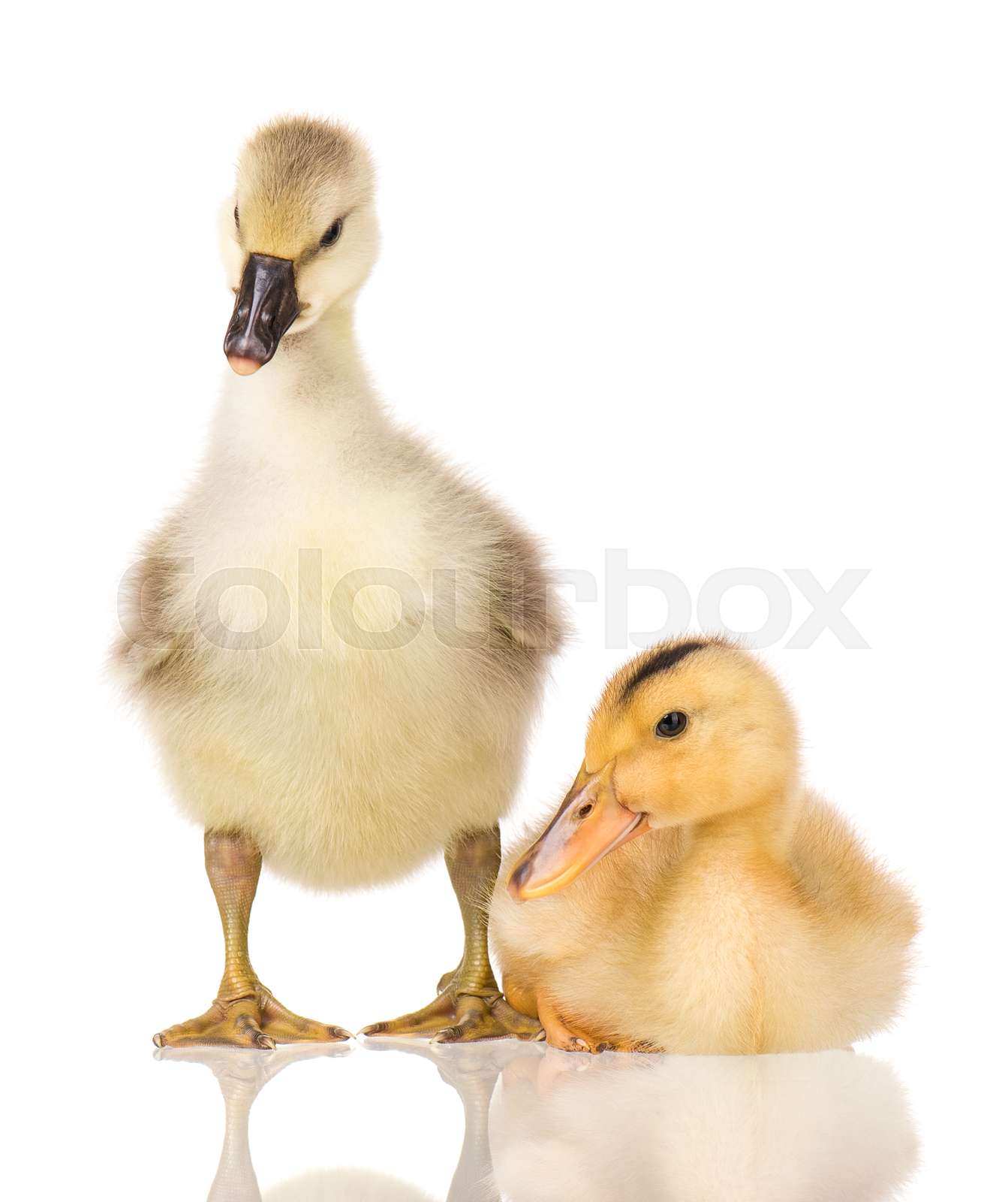 Cute newborn gosling and duckling | Stock image | Colourbox