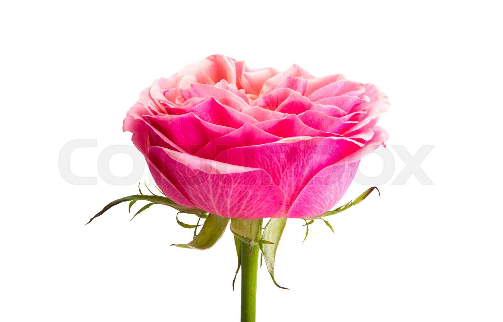 beautiful rose isolated | Stock image | Colourbox