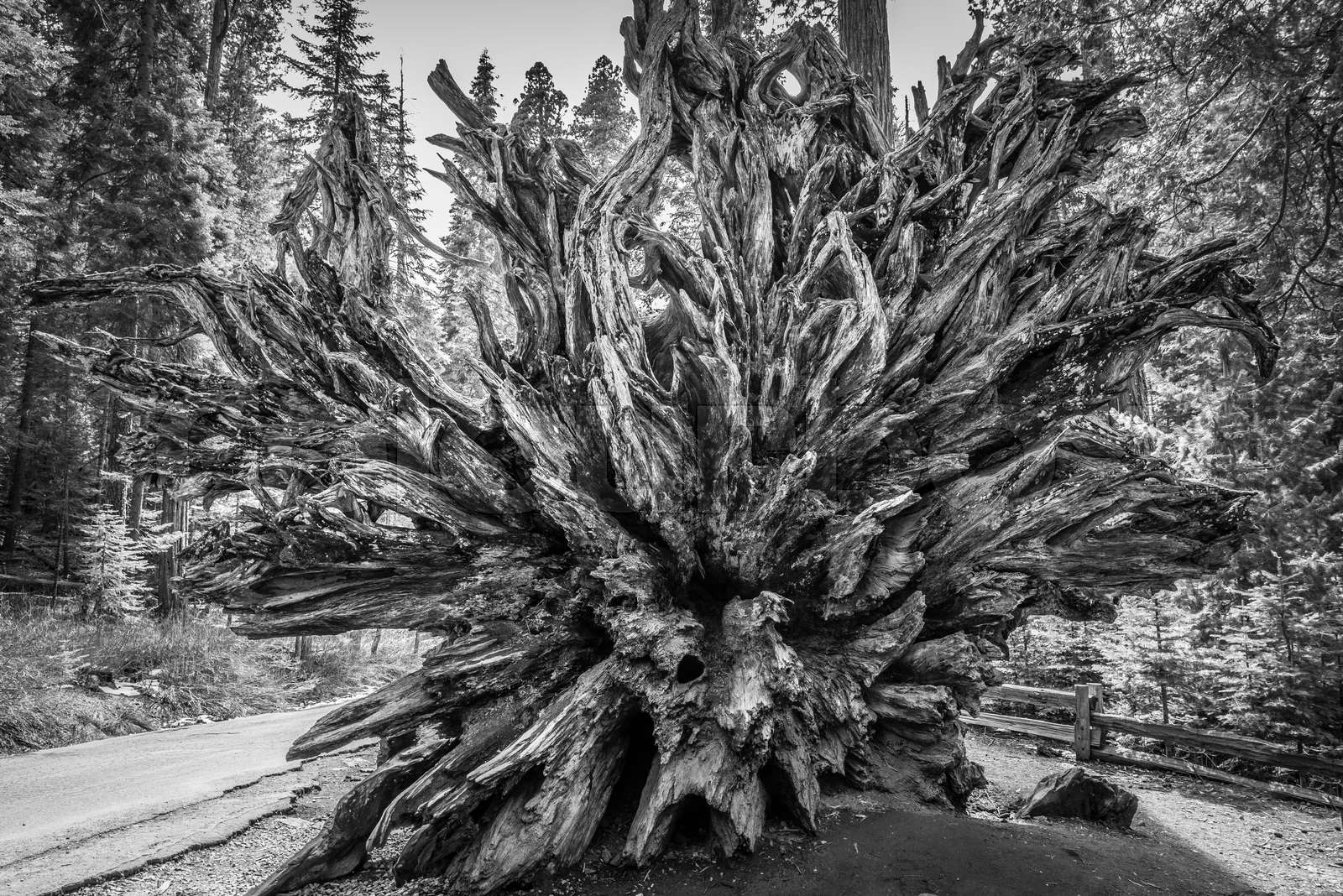 Fallen Giant Sequoia Roots | Stock image | Colourbox