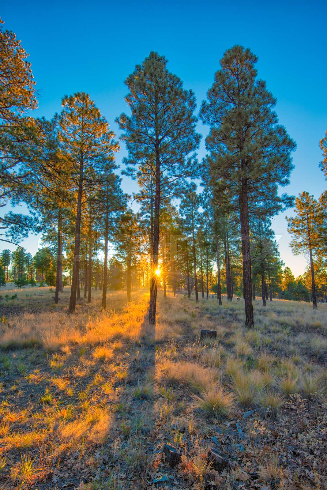 Sunrise at Navel Observatory, Flagstaff AZ | Stock image | Colourbox
