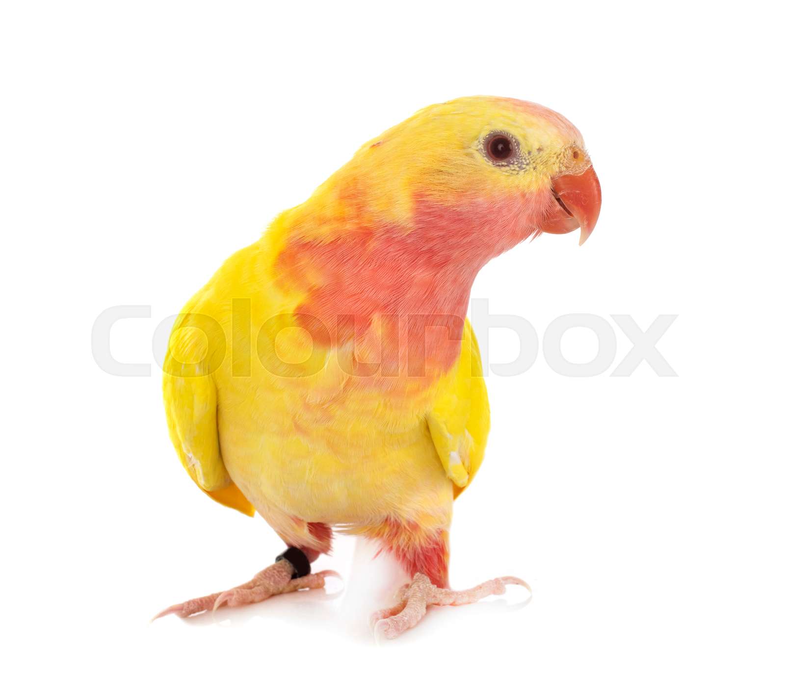 Princess parrot in studio | Stock image | Colourbox