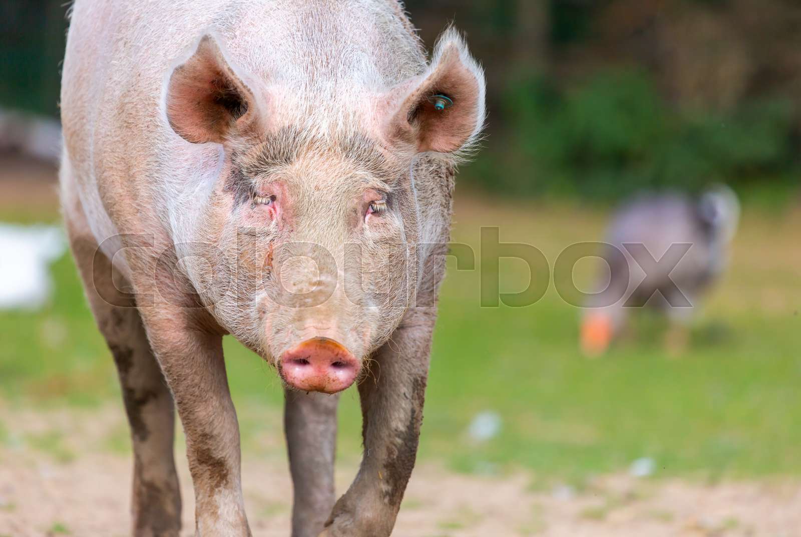 Portrait of a pig at a farm | Stock image | Colourbox