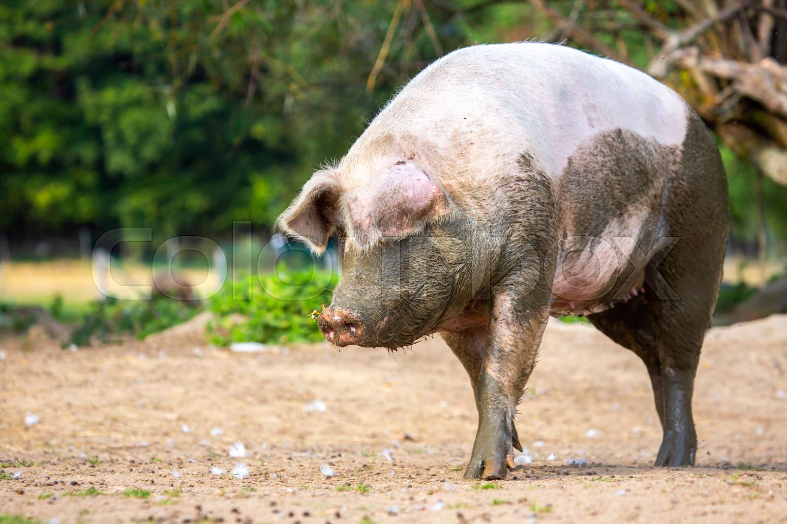 Portrait of a pig at a farm | Stock image | Colourbox