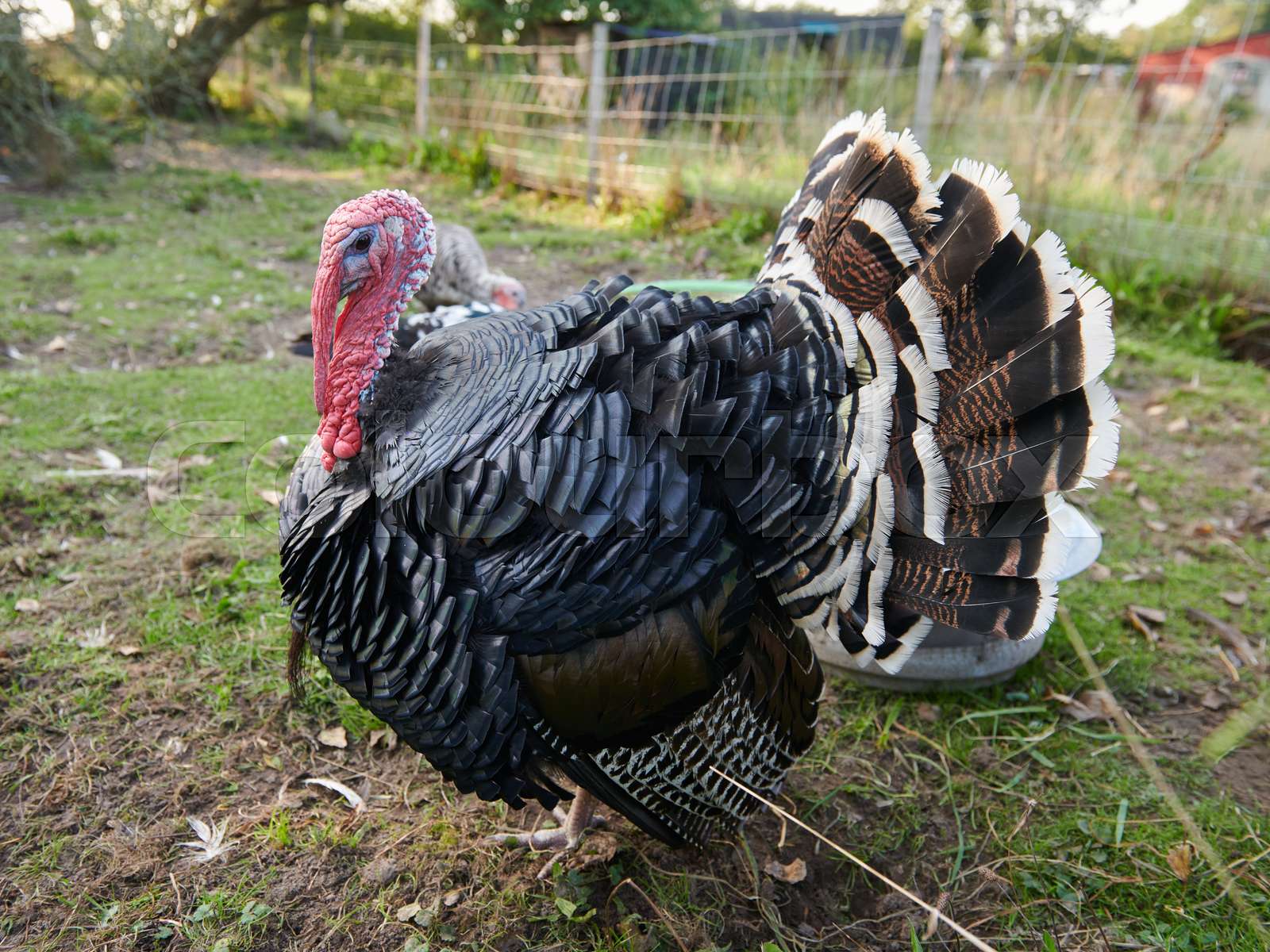 Tam kalkun han, kalkuner, Thanksgiving, bondegård, gård, fugl, dyr ...