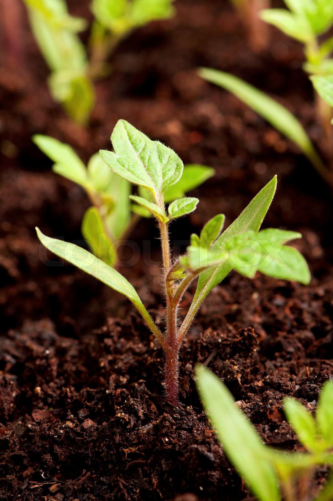 Green seedling | Stock image | Colourbox