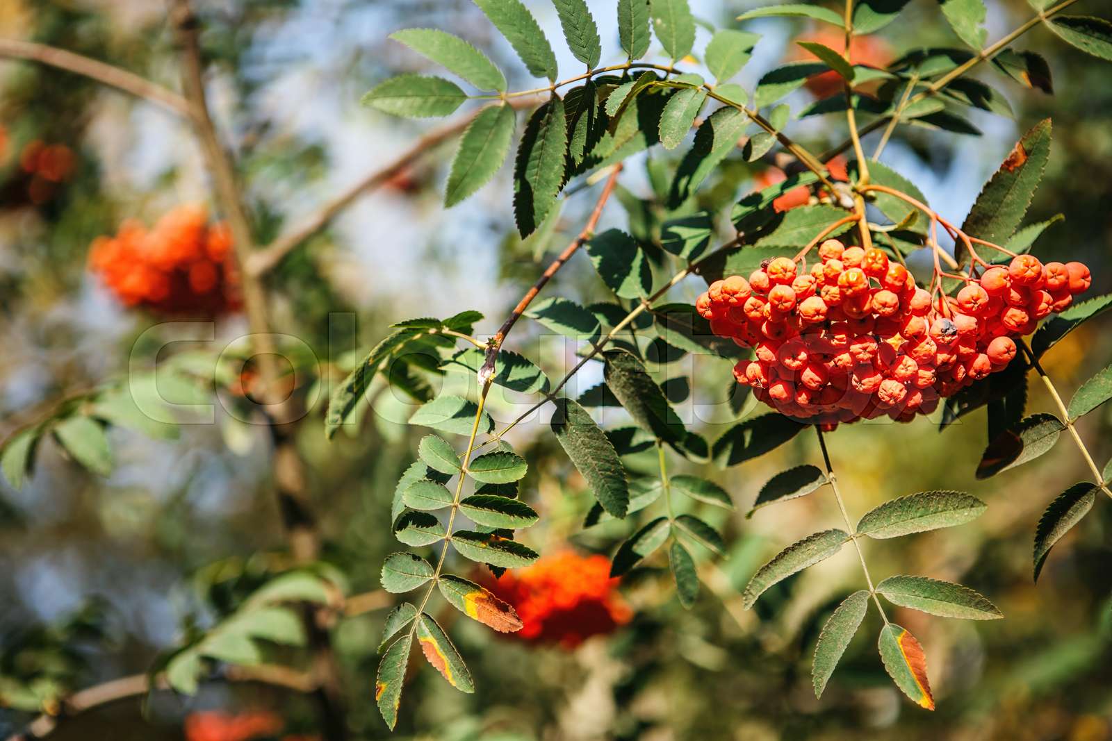 The fruits of mountain ash hanging in clusters on the branches of trees ... The fruits of mountain ash hanging in clusters on the branches of trees ...