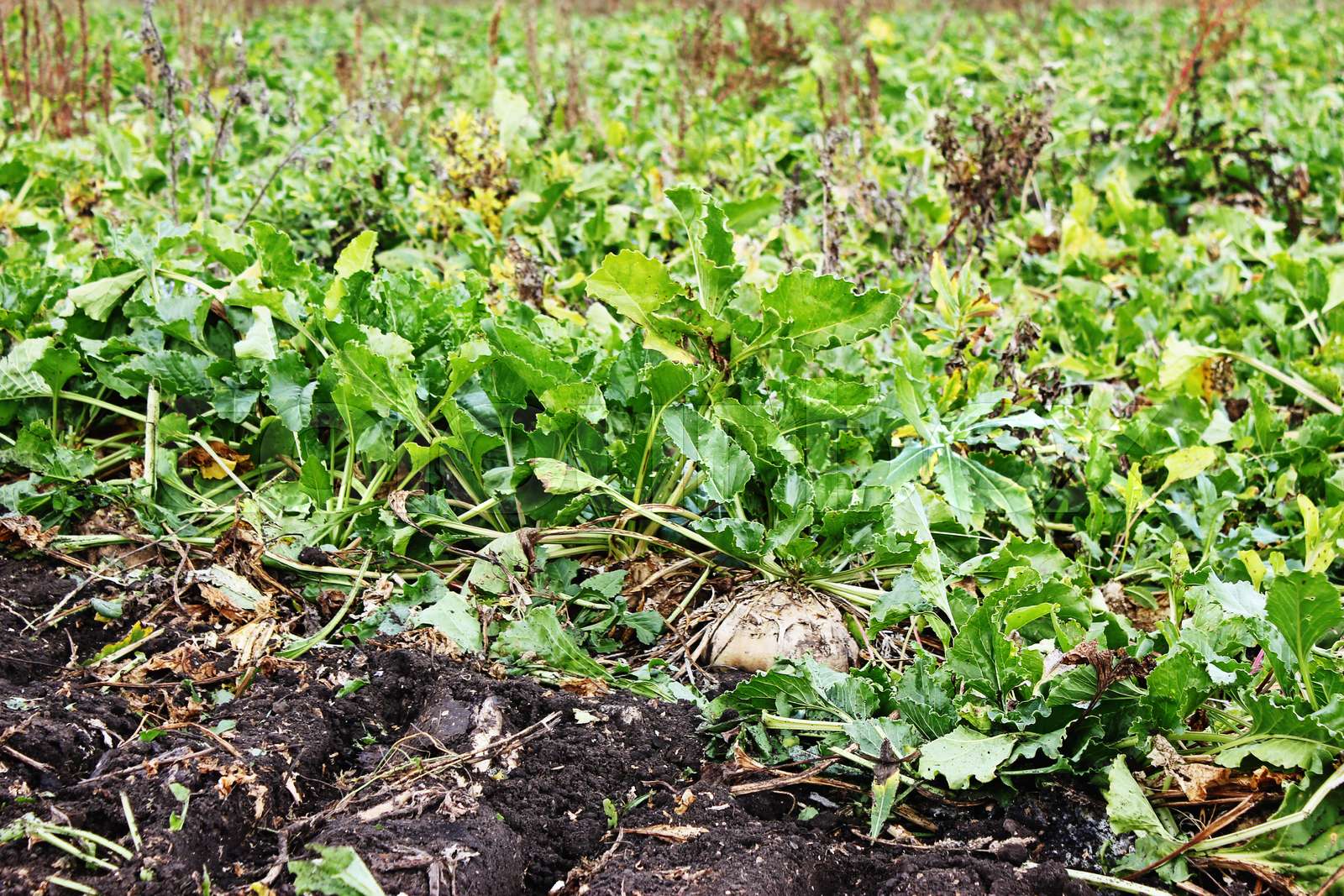 Large mature sugar beets growing in the field ready for harvest | Stock ...