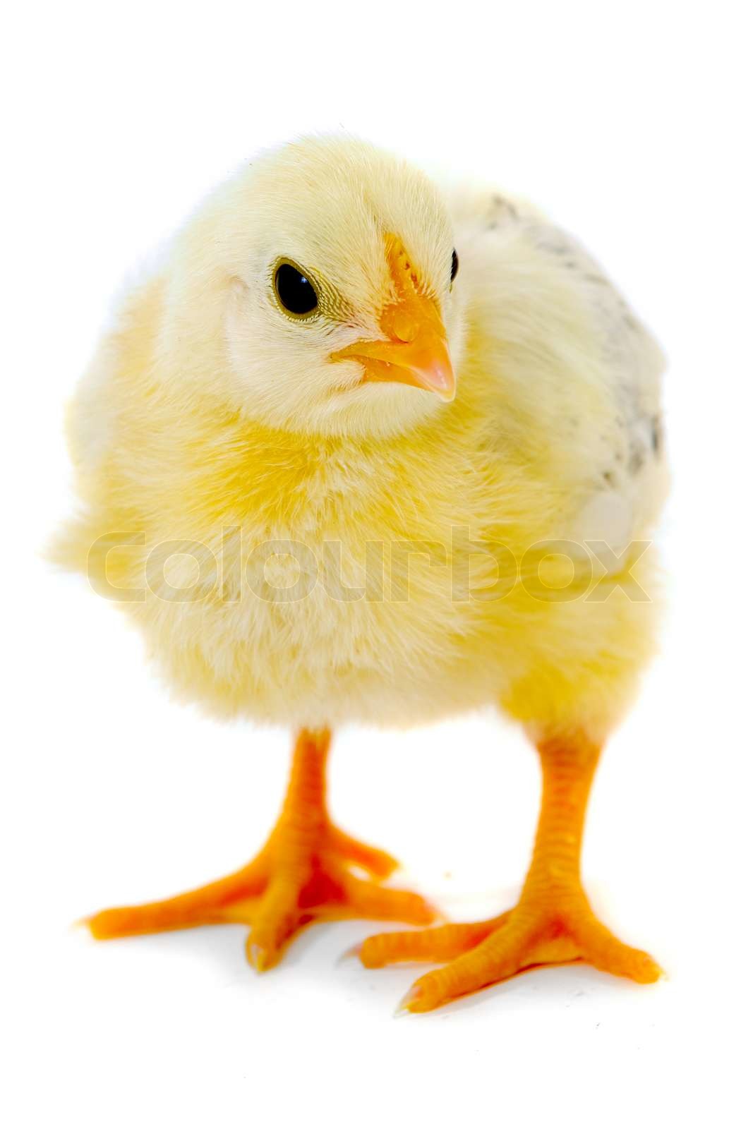 Huhn-baby | Stock Bild | Colourbox
