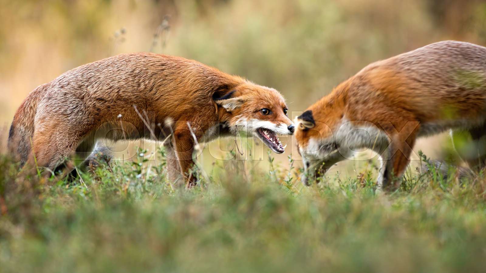 Red Fox Fight