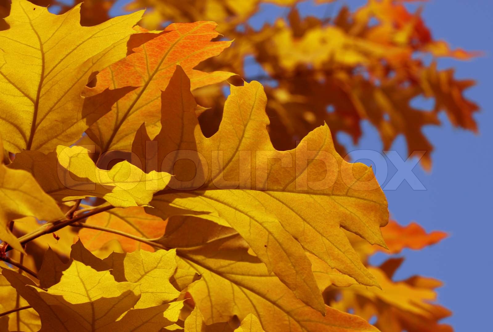 oak tree foliage at autumn | Stock image | Colourbox