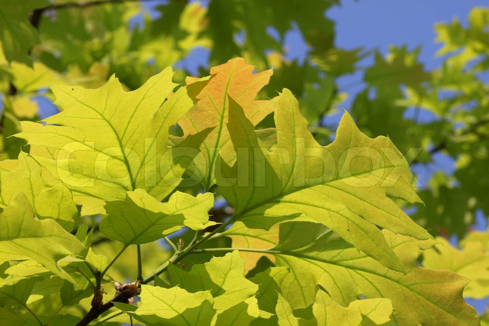 close up of green oak tree leaves | Stock image | Colourbox