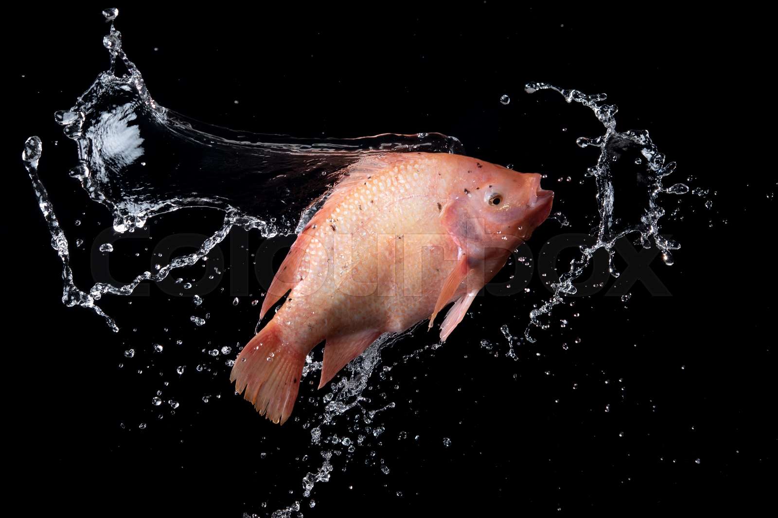 Red Tilapia Fish