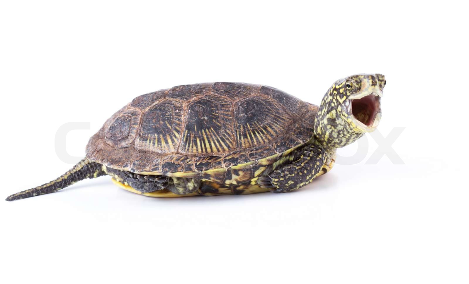 Screaming turtle | Stock image | Colourbox
