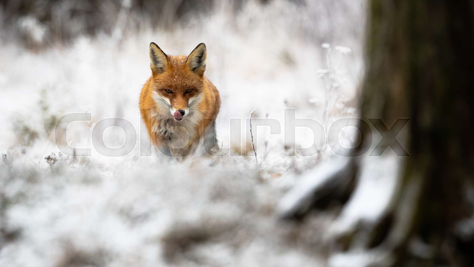 Red fox approaching in forest in wintertime nature. | Stock image ...