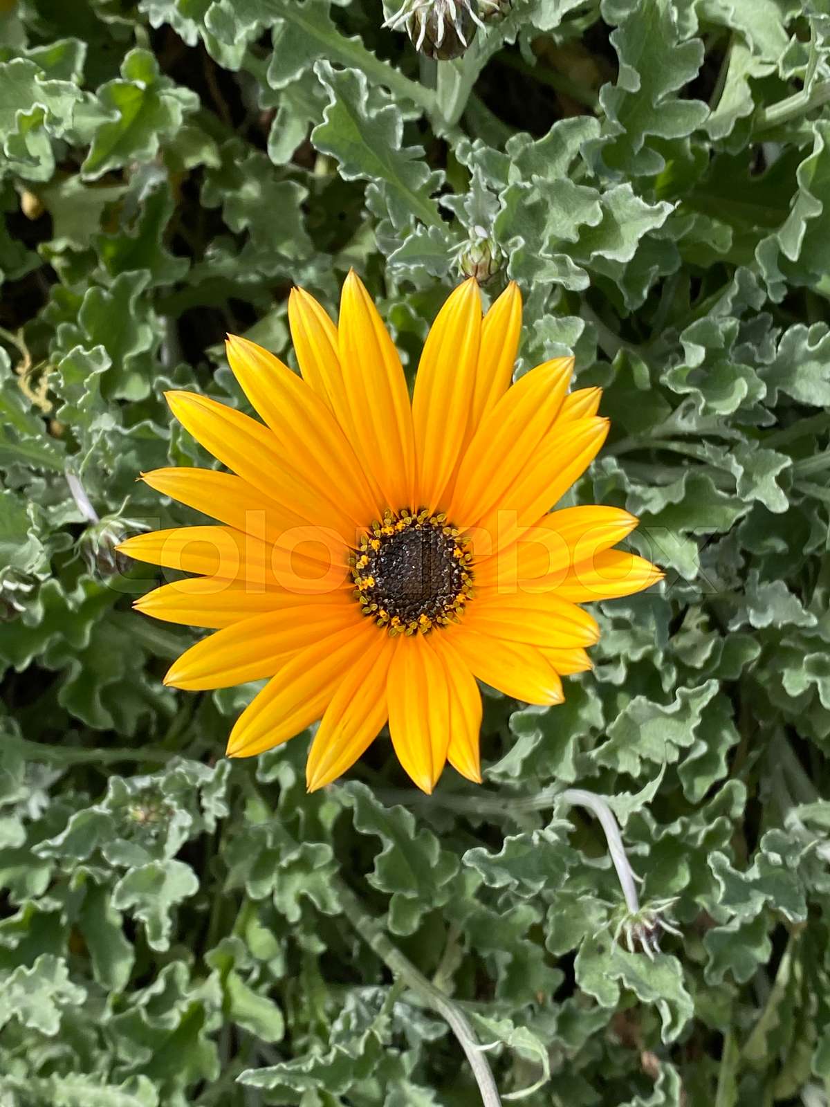 Photo of the flower of Arctotis acaulis or African Daisy | Stock image ...