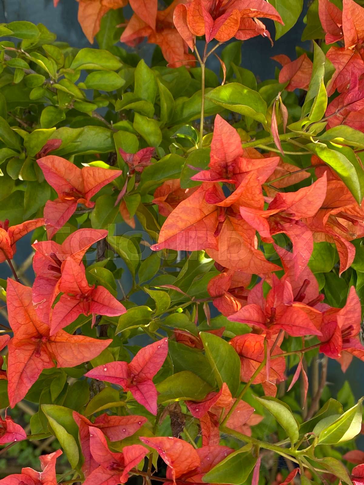 Flower of bougainvillea bambino plant Photo | Stock image | Colourbox