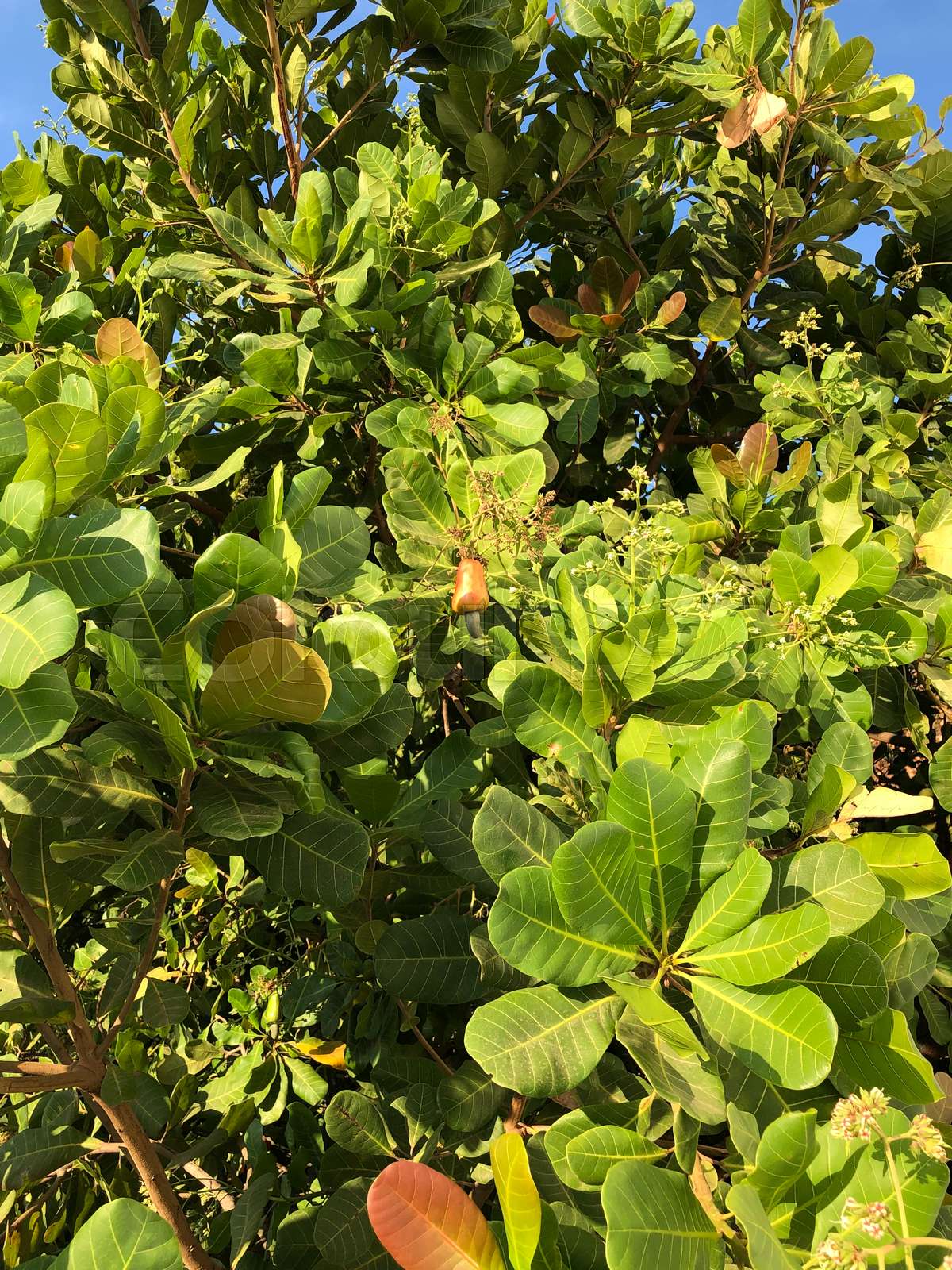 Photo of Fruit of Cashew Tree Anacardium Occidentale | Stock image ...