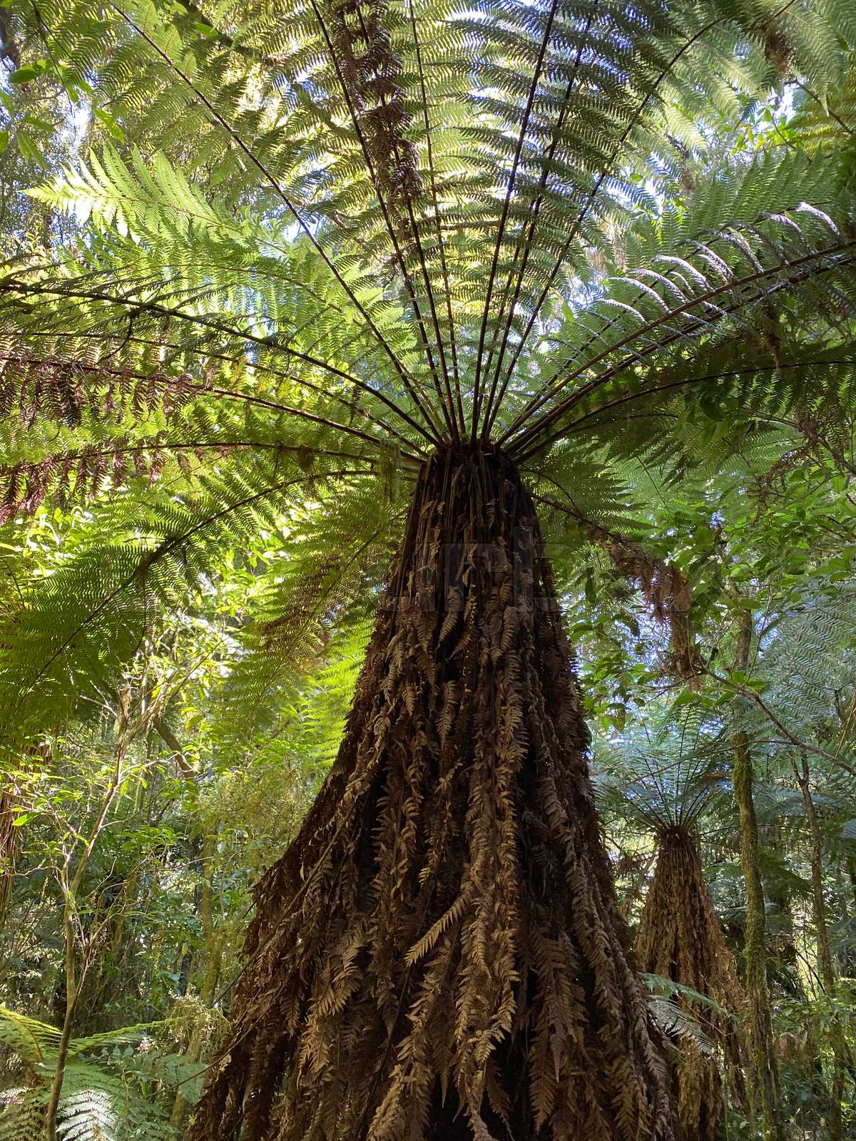 Photo of New Zealand Tree Fern Cyathea Smithii Katote or SmithÕs Tree ...
