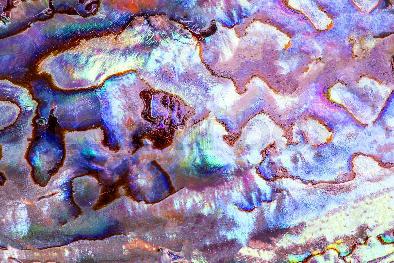 Detail of polished paua abalone shell | Stock image | Colourbox