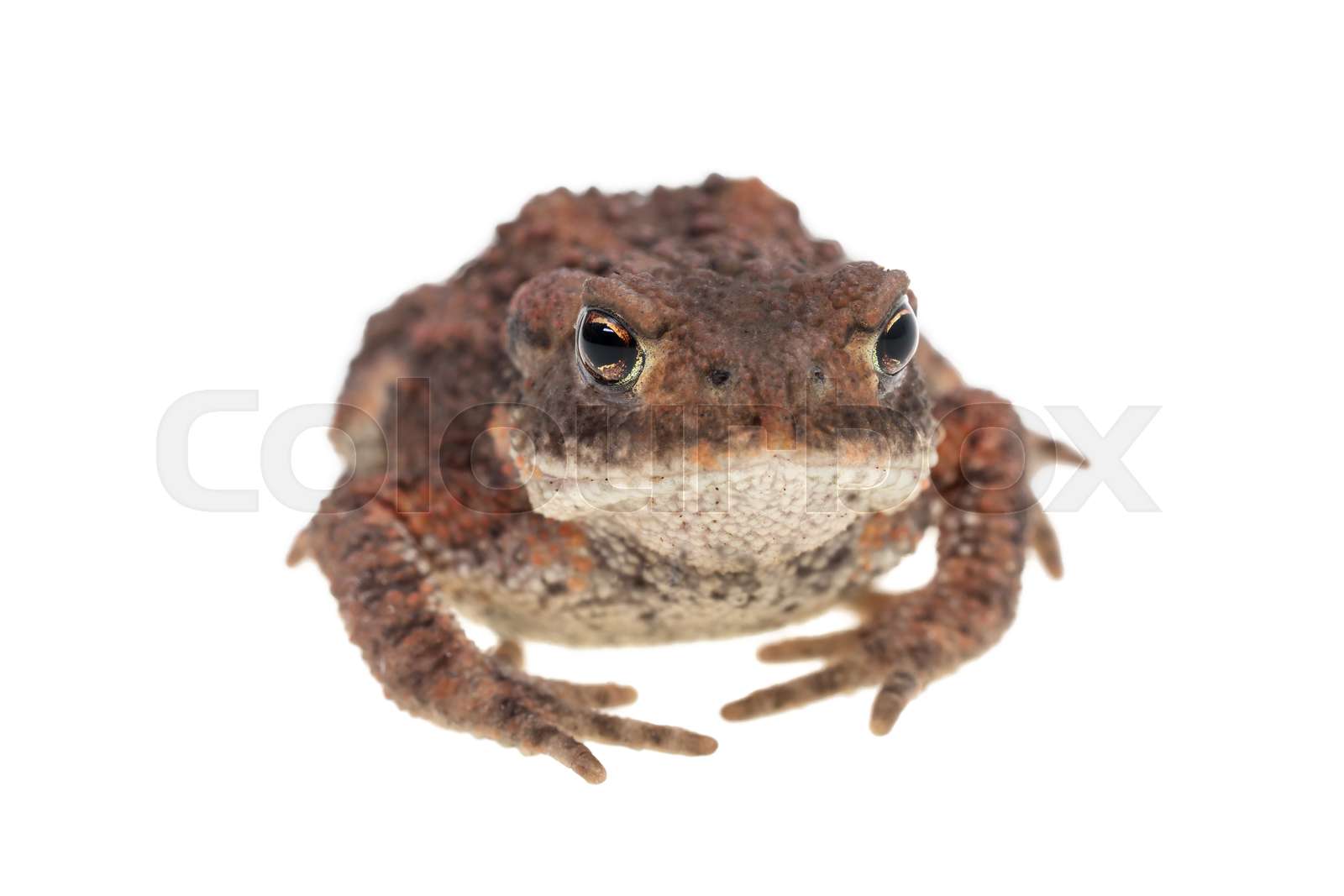 Small toad front view | Stock image | Colourbox