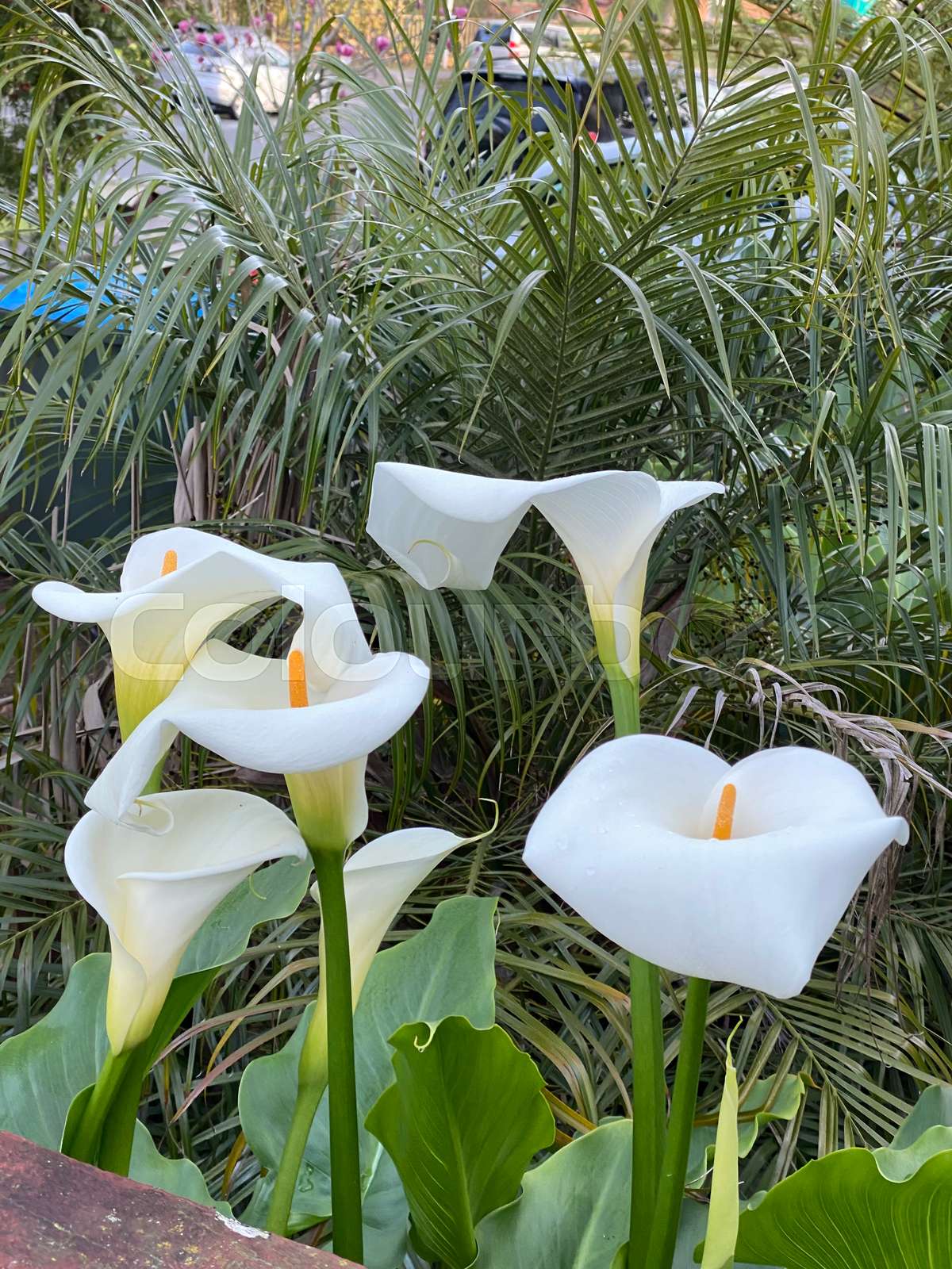 Photo of the Flower of Arum Lily Crowborough | Stock image | Colourbox Photo of the Flower of Arum Lily Crowborough | Stock image | Colourbox