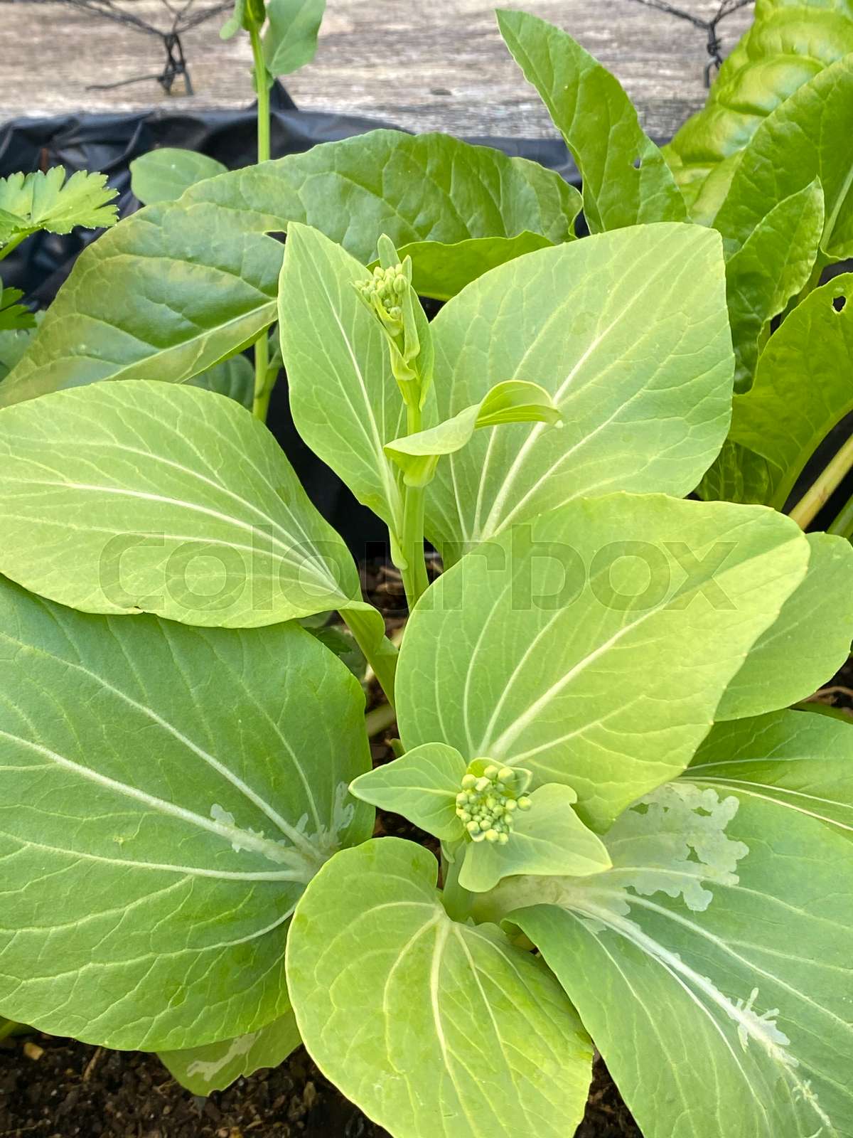 Photo of the Flower of Brassica Rapa Chinensis Bok Choy Pak Choi or Pok ...