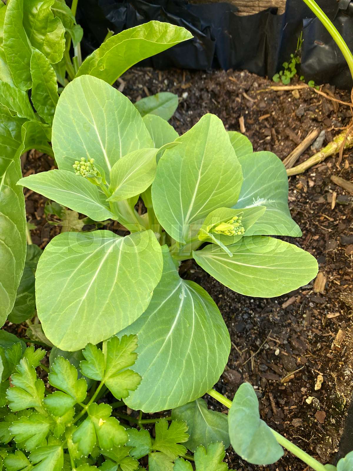 Photo of the Flower of Brassica Rapa Chinensis Bok Choy Pak Choi or Pok ...
