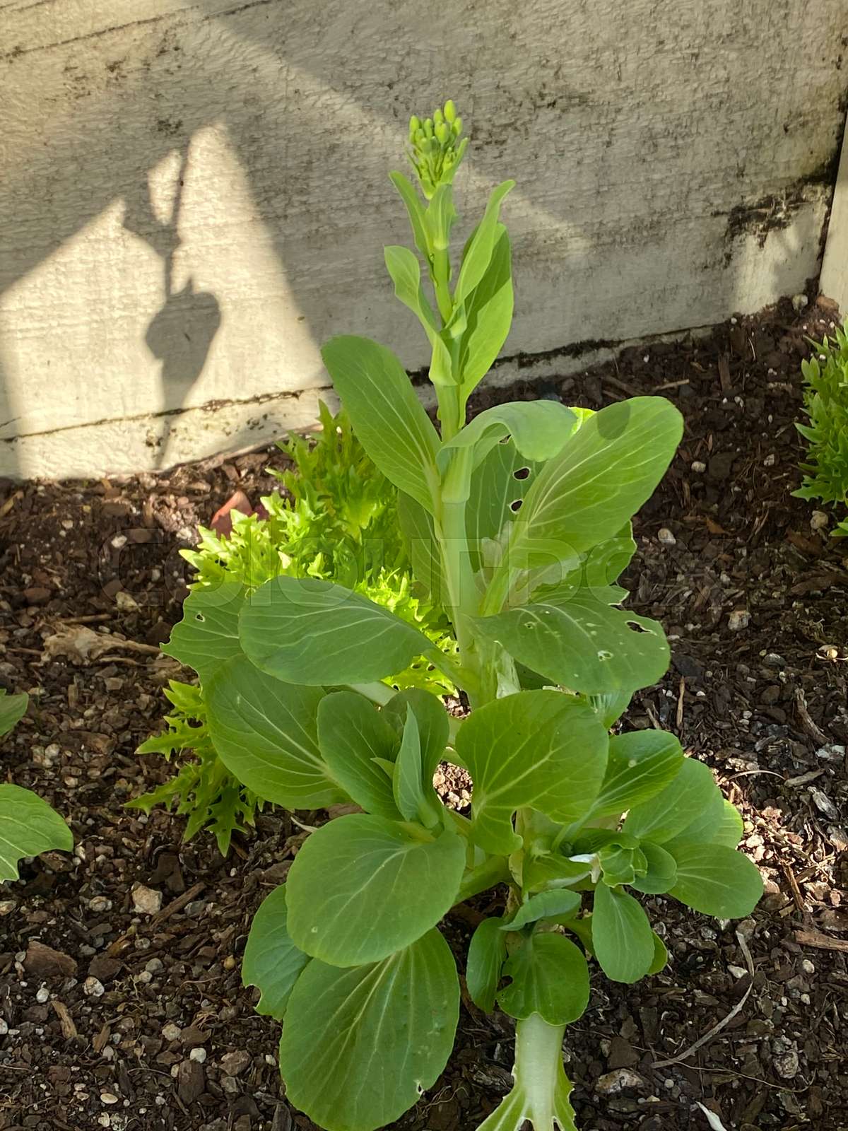 Photo of the Flower of Brassica Rapa Chinensis Bok Choy Pak Choi or Pok ...