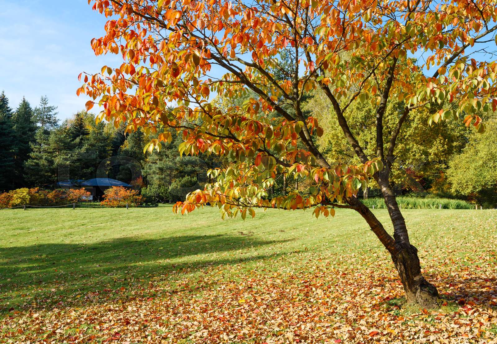 Autumn cherry trees with red leaves in city park - Stock Image - Everypixel
