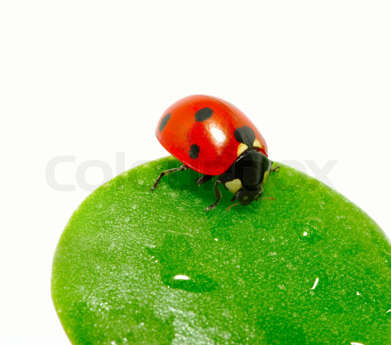 ladybug | Stock image | Colourbox